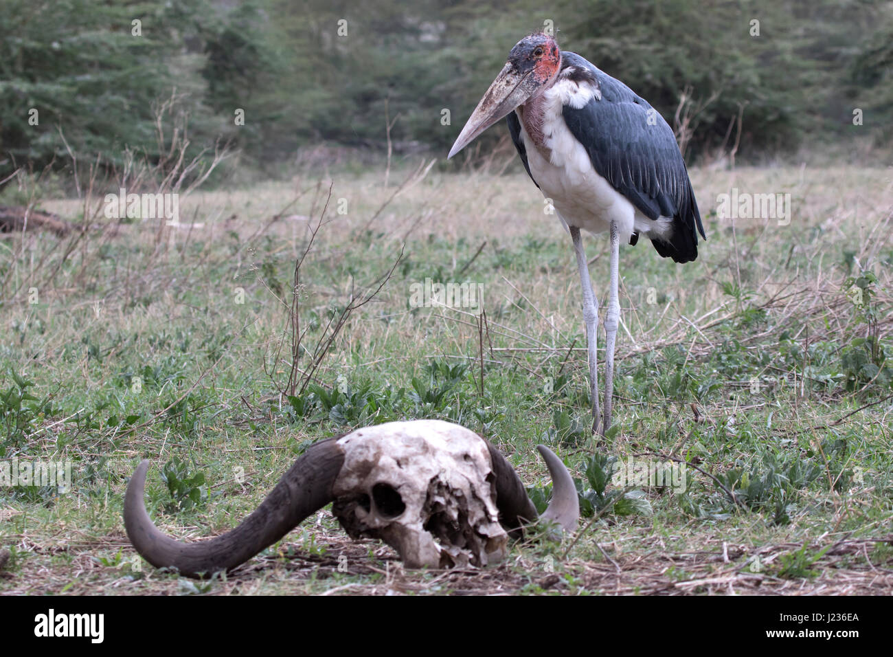 marabou stork that stands near the skull of a Kaffir buffalo in a ...