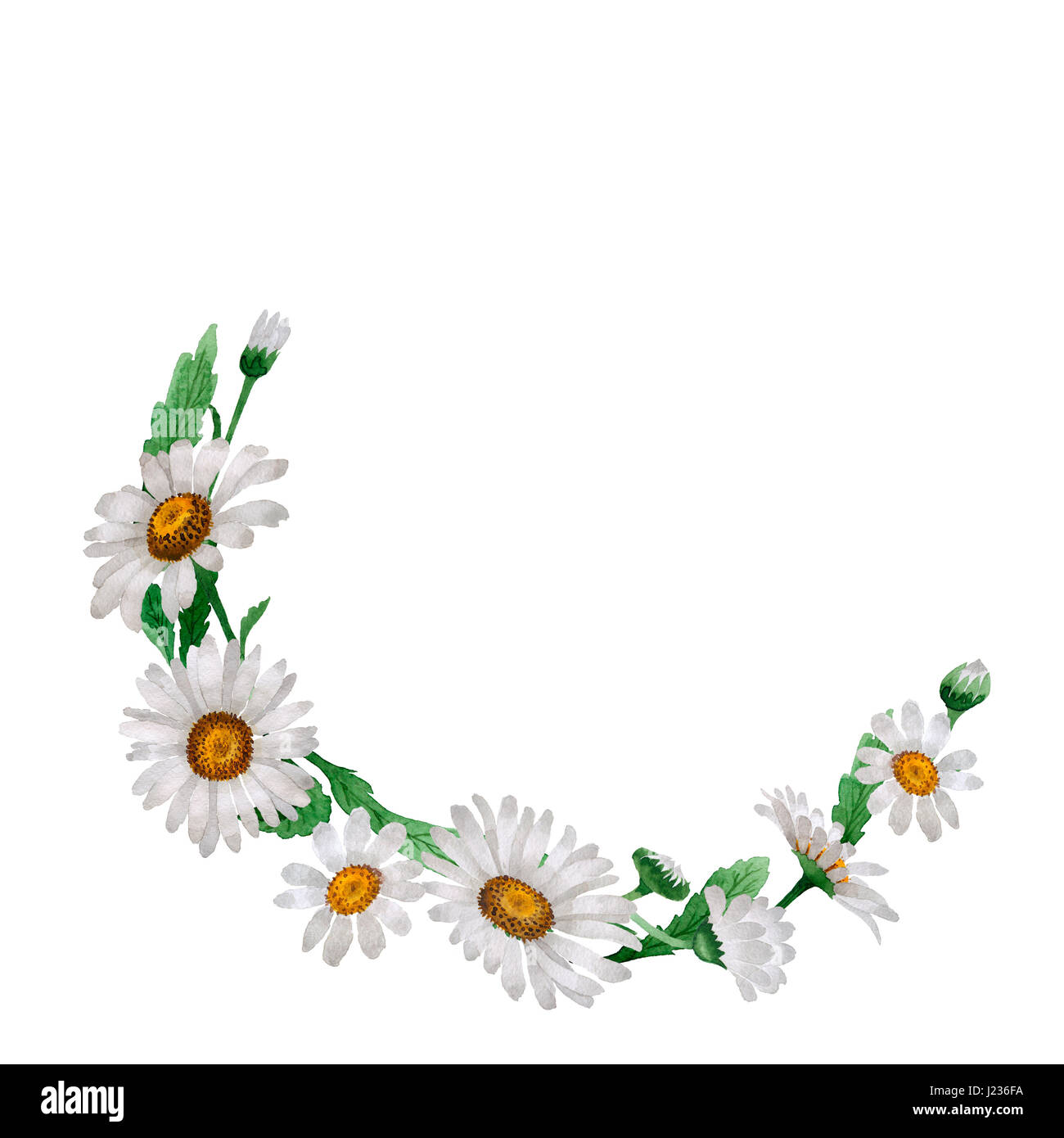 Wildflower chamomile flower frame in a watercolor style isolated. Full ...