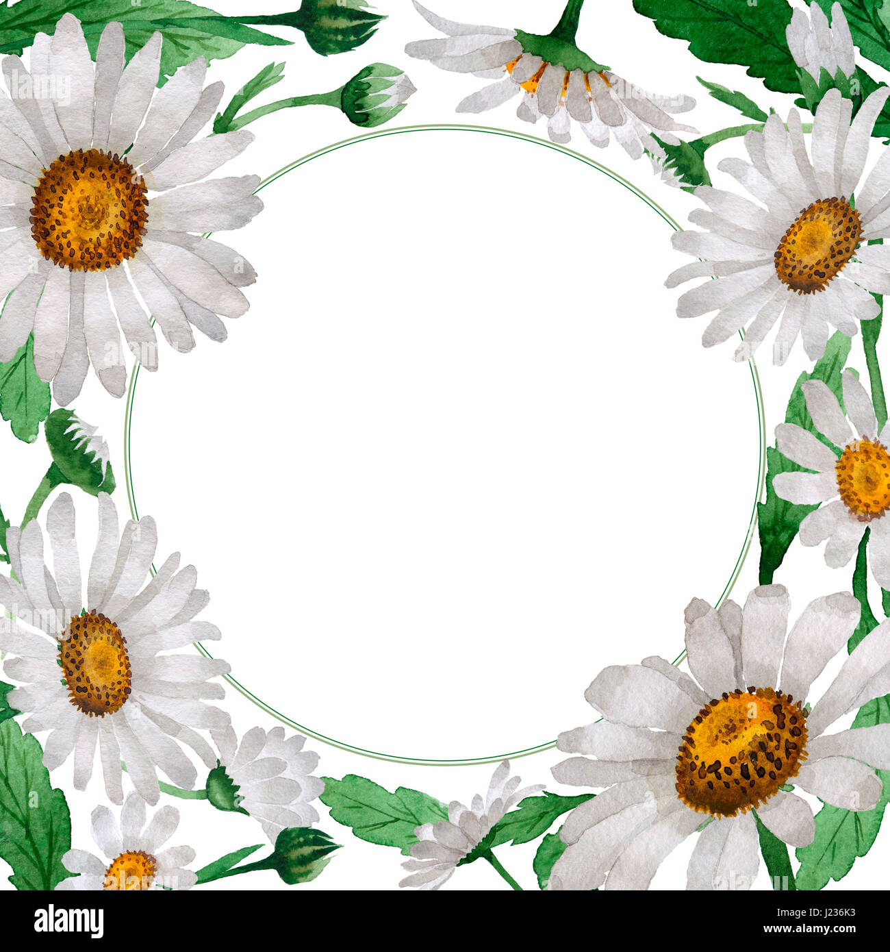 Wildflower chamomile flower frame in a watercolor style isolated. Full ...