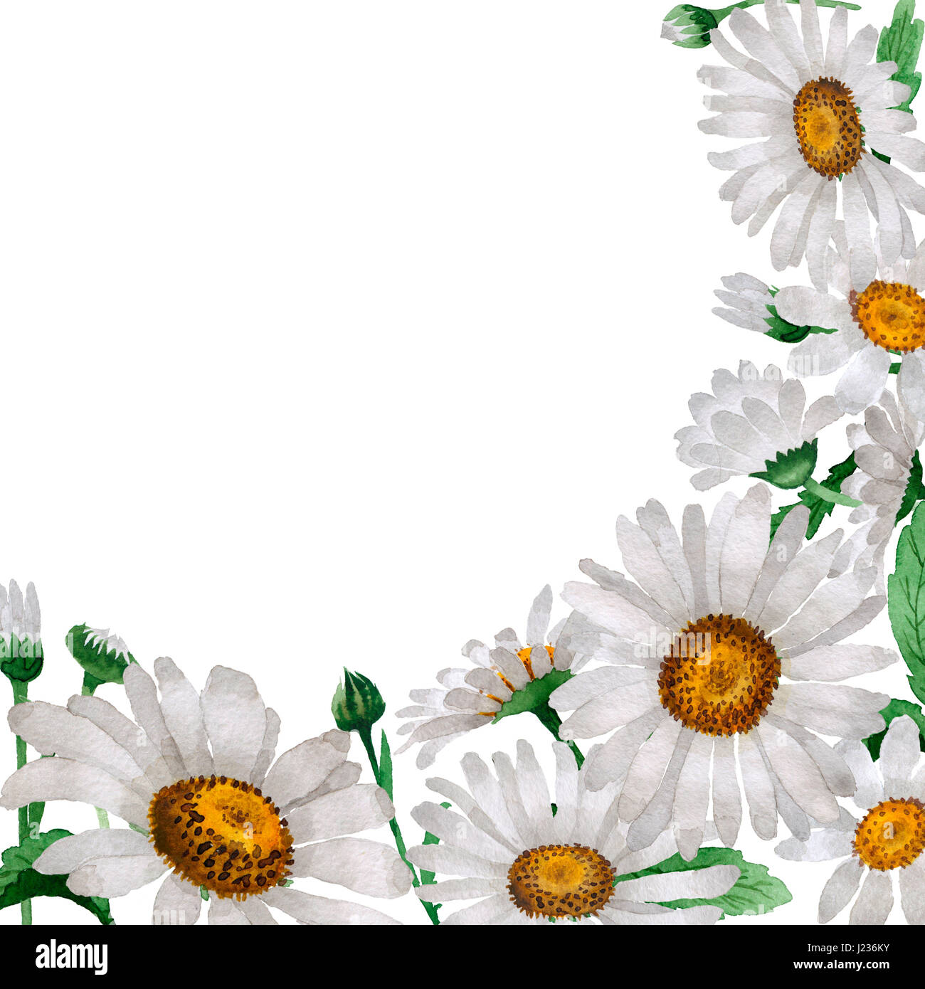 Wildflower chamomile flower frame in a watercolor style isolated. Full ...