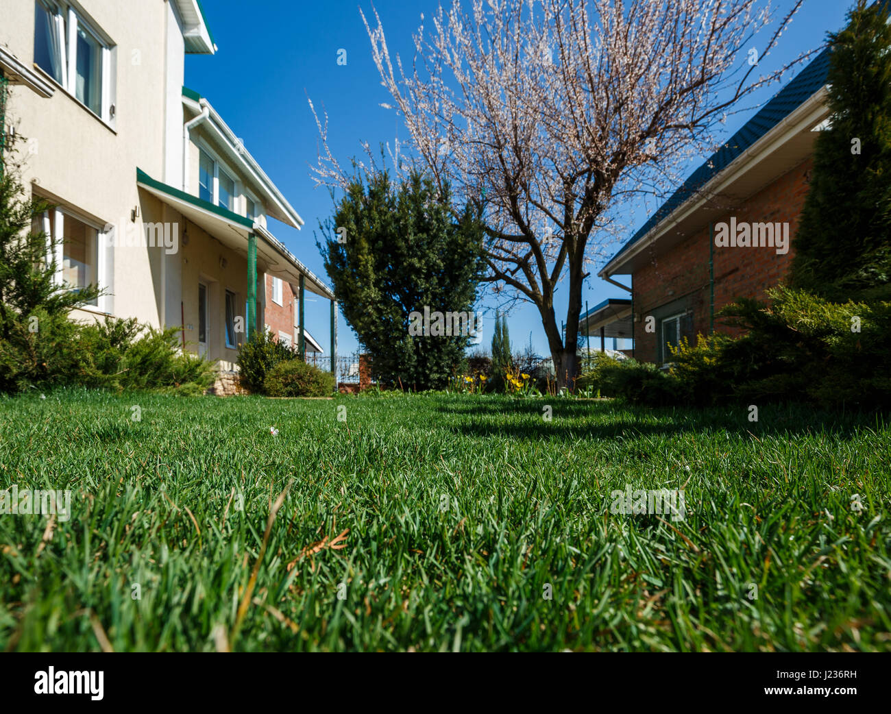 Backyard garden with green spaces, plants, flowers and trees in spring ...