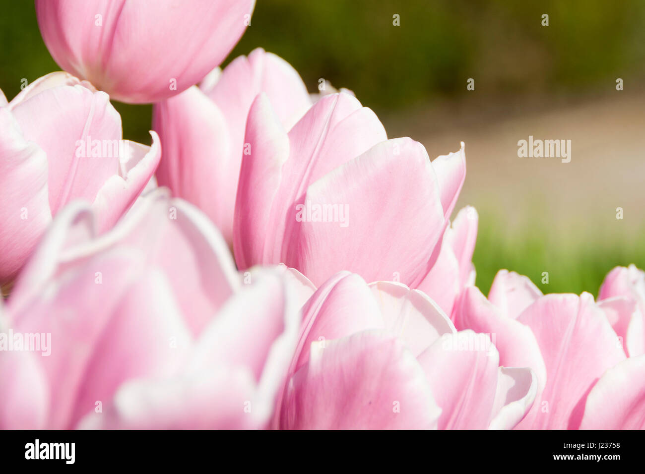 Formal garden spring pink tulips hi-res stock photography and images ...