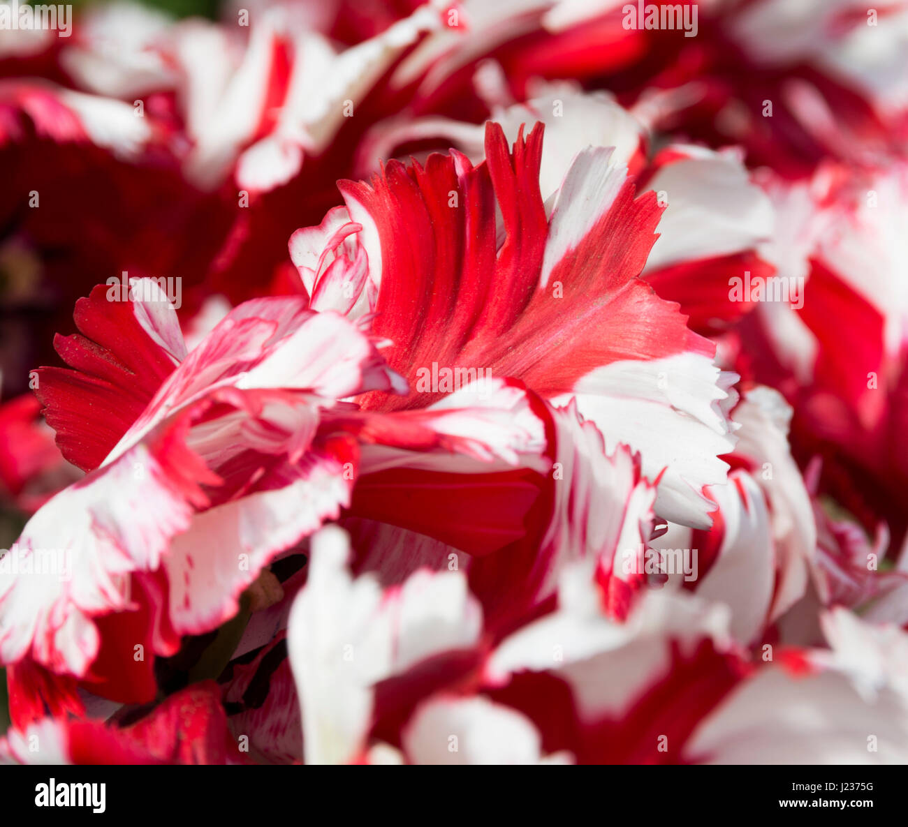 Red and white tulips with feathered petals Stock Photo - Alamy