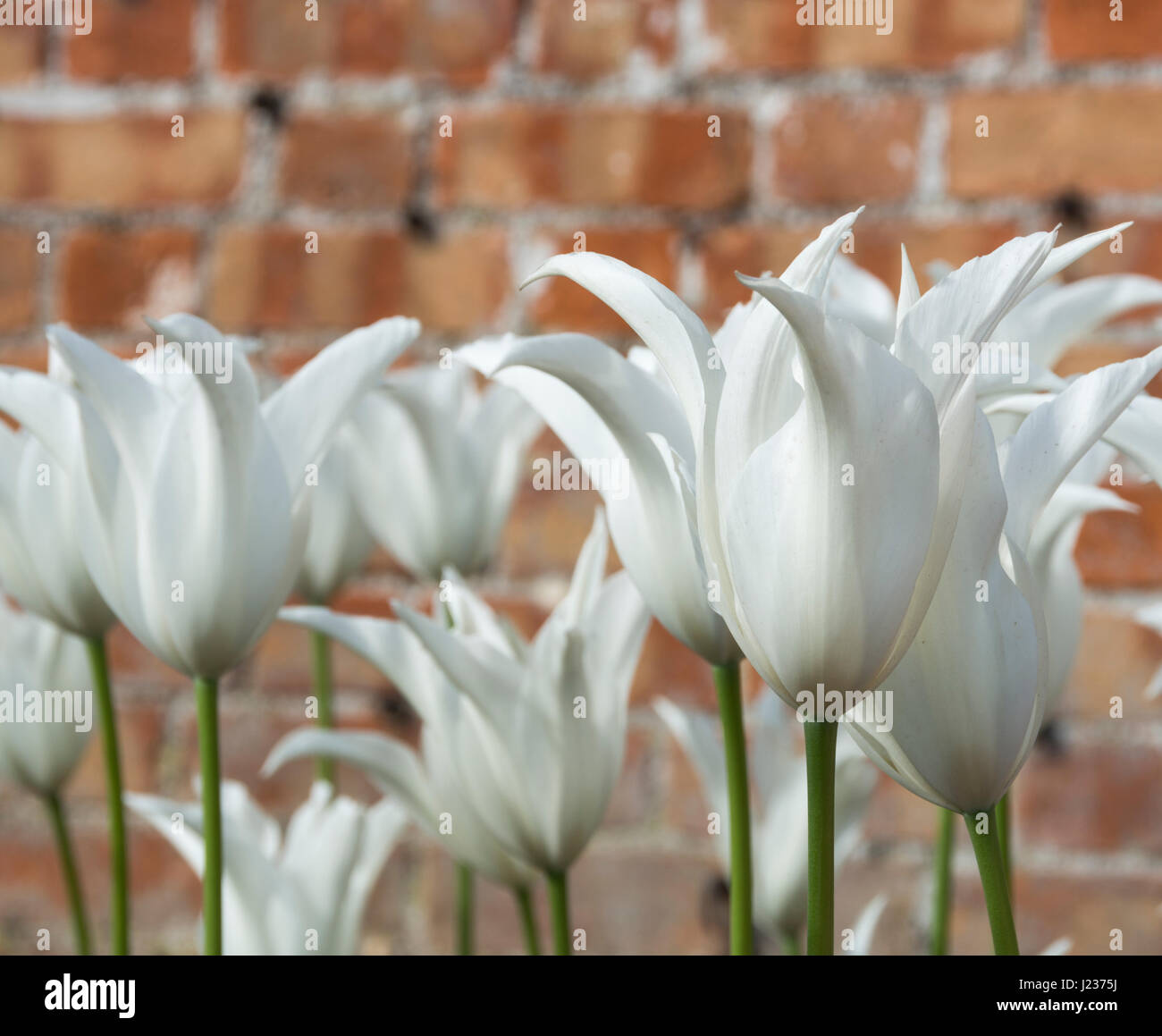 White Tulips against a brick wall Stock Photo - Alamy