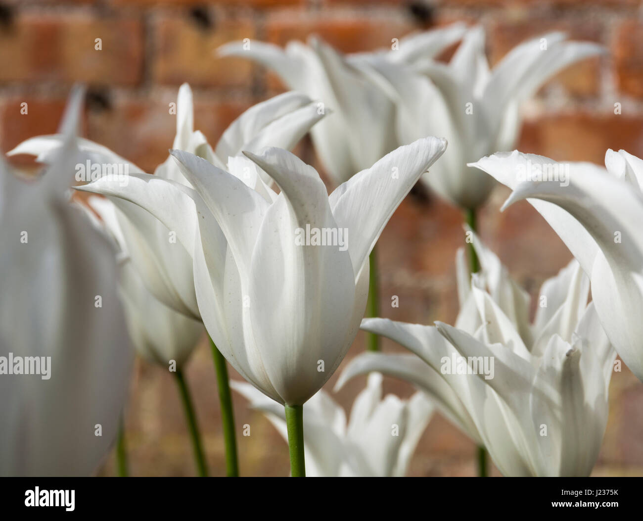 Garden colourful wall tulips hi-res stock photography and images - Alamy