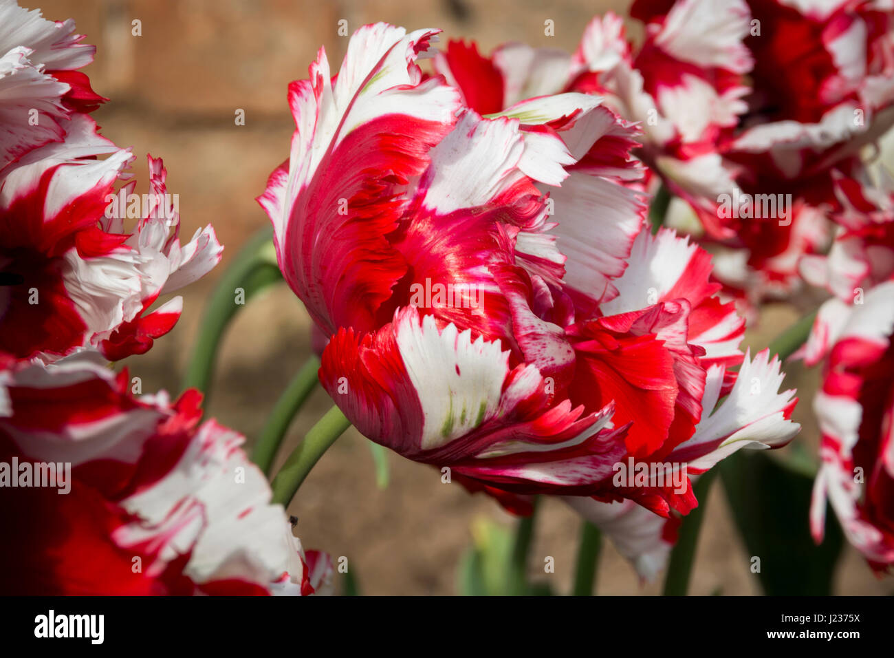 Red and white tulips with feathered petals Stock Photo - Alamy