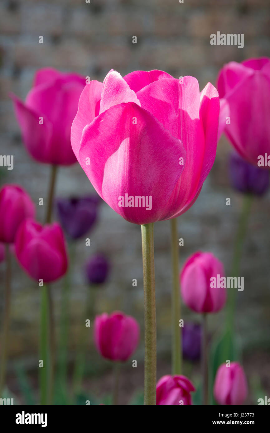 Formal garden spring pink tulips hi-res stock photography and images ...