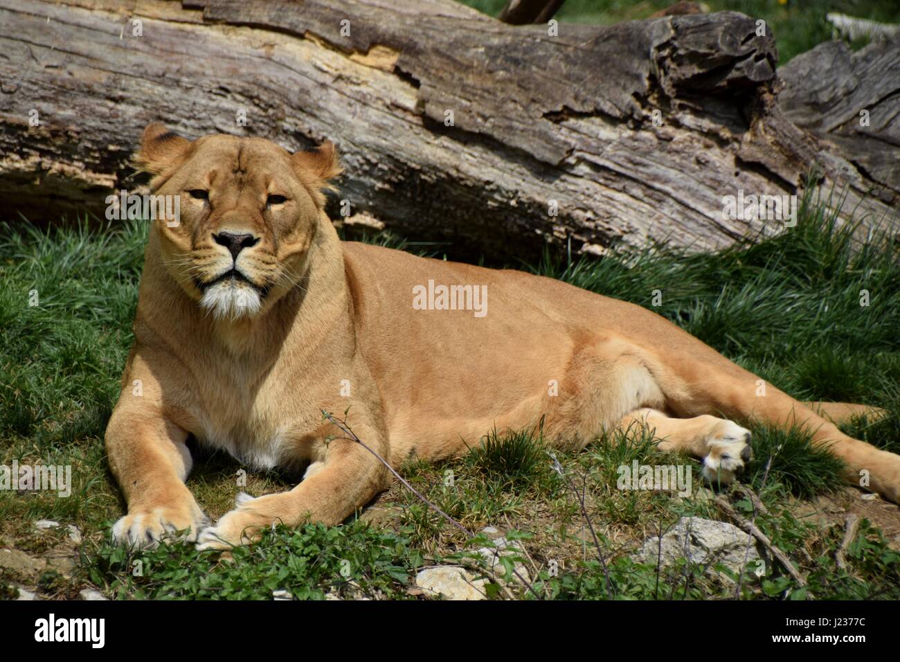 Lying female lion with green grass and roten wood in background Stock ...