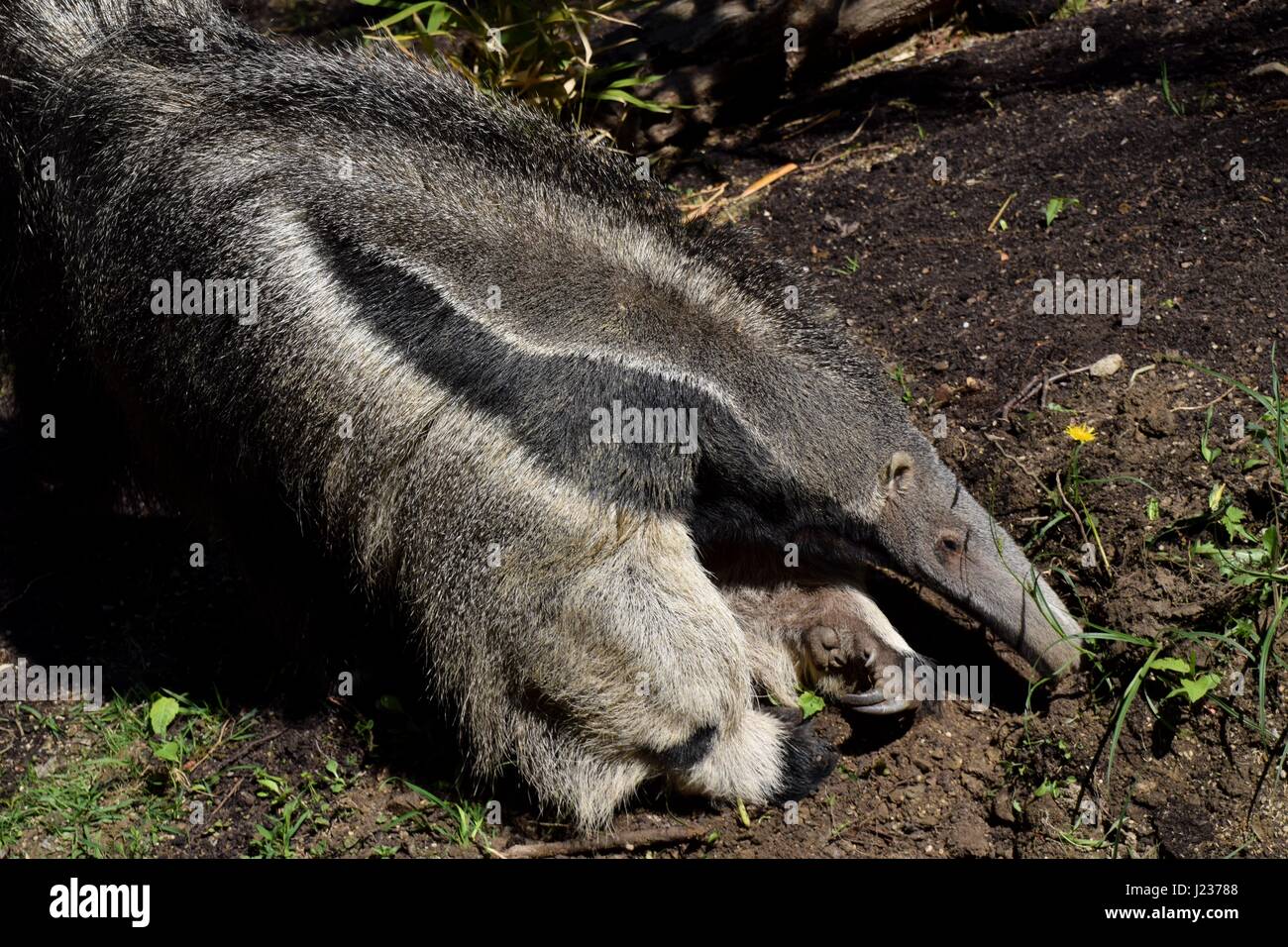 Anteater eating ants hi-res stock photography and images - Alamy