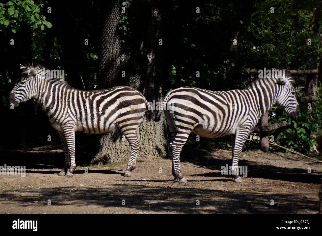 Two Zebras turned back to back Stock Photo - Alamy