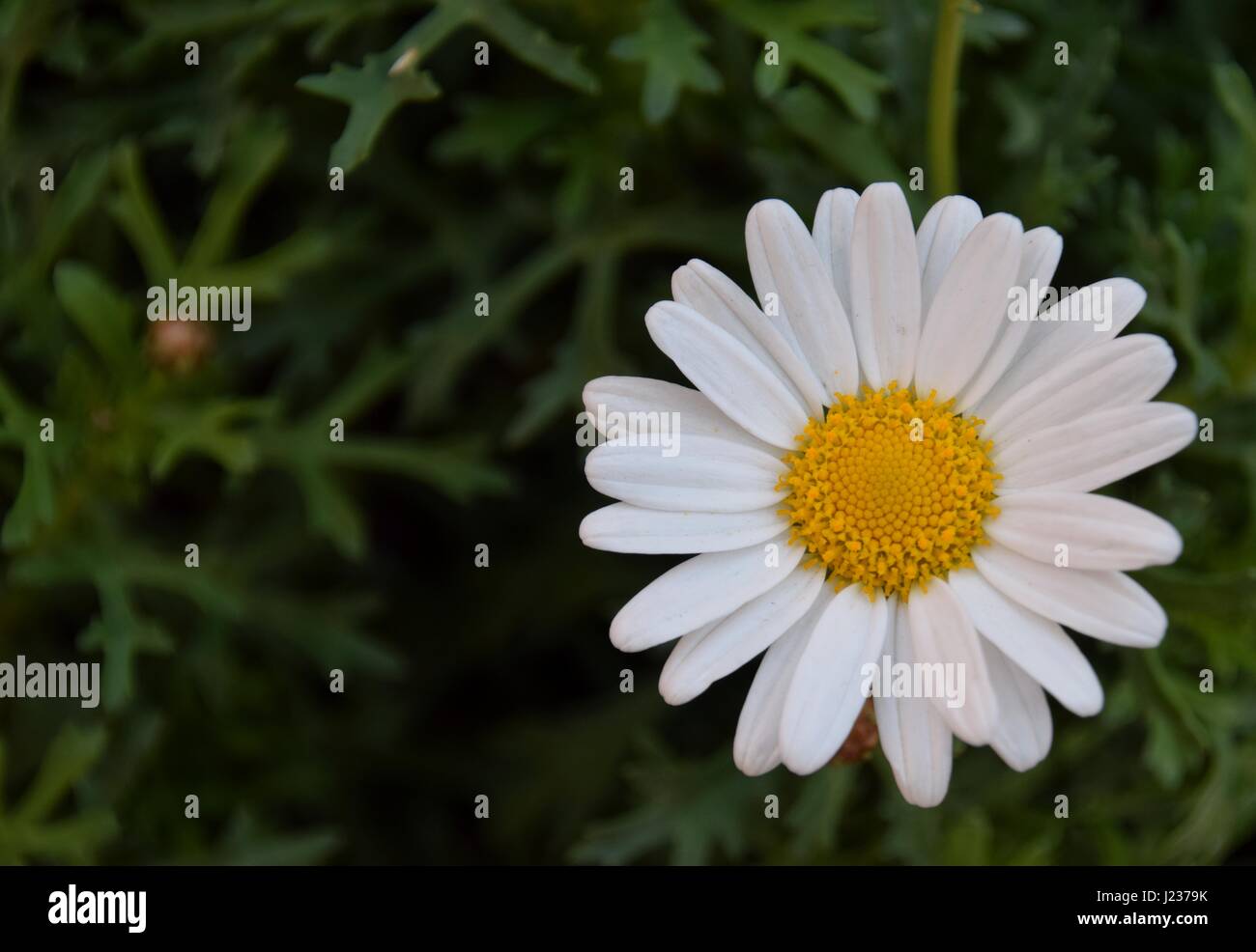 Close look on Leucanthemum flower in blosom Stock Photo - Alamy