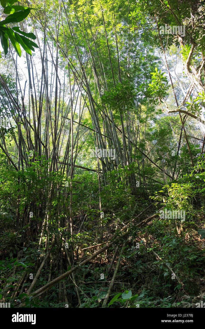 Bamboo jungle in the middle of tropical Thailand Stock Photo - Alamy