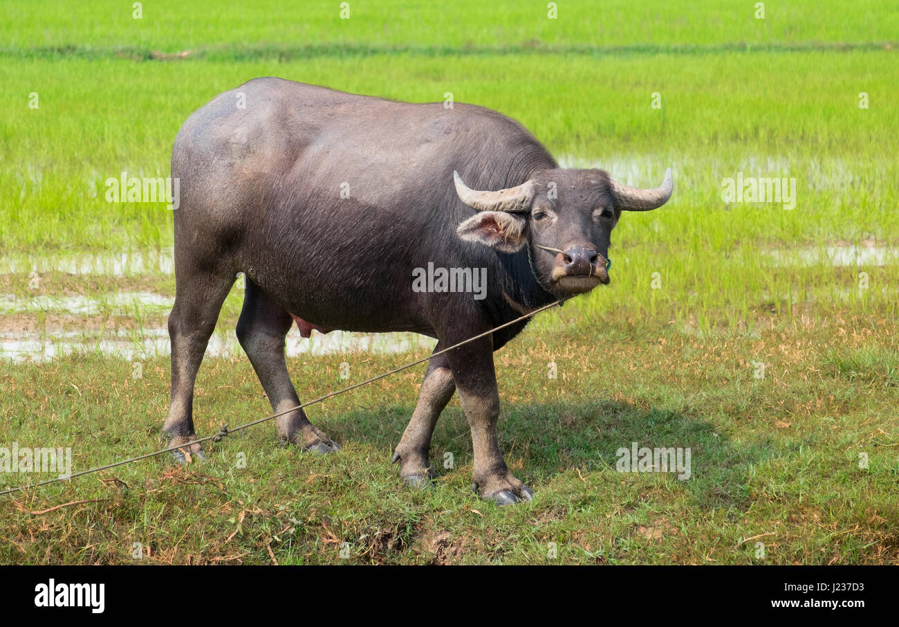 Agricultural water Buffalo in a rice field Stock Photo - Alamy