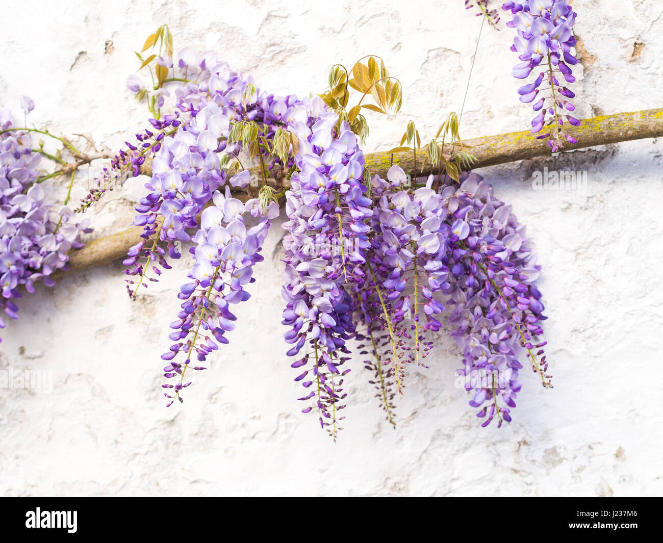 Wisteria on building hi-res stock photography and images - Alamy
