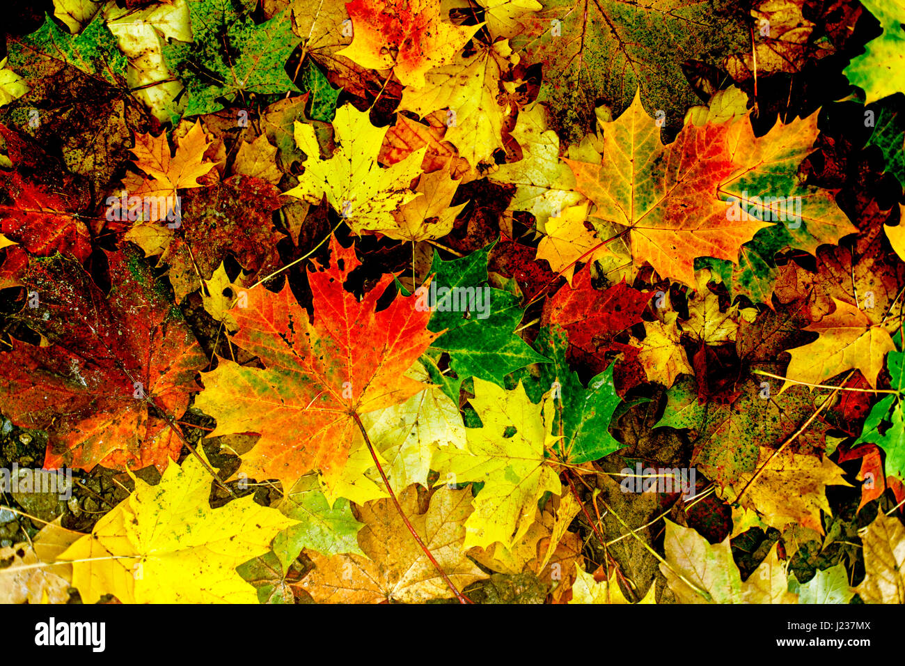 Fall leaves on ground hi-res stock photography and images - Alamy