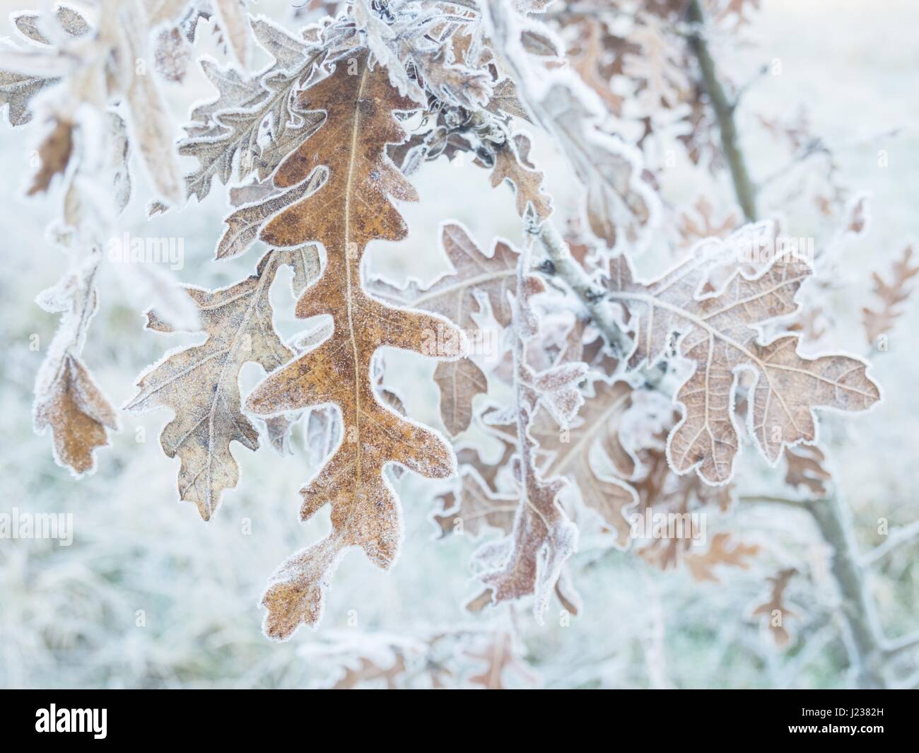frozen dew on oak leaf Stock Photo - Alamy