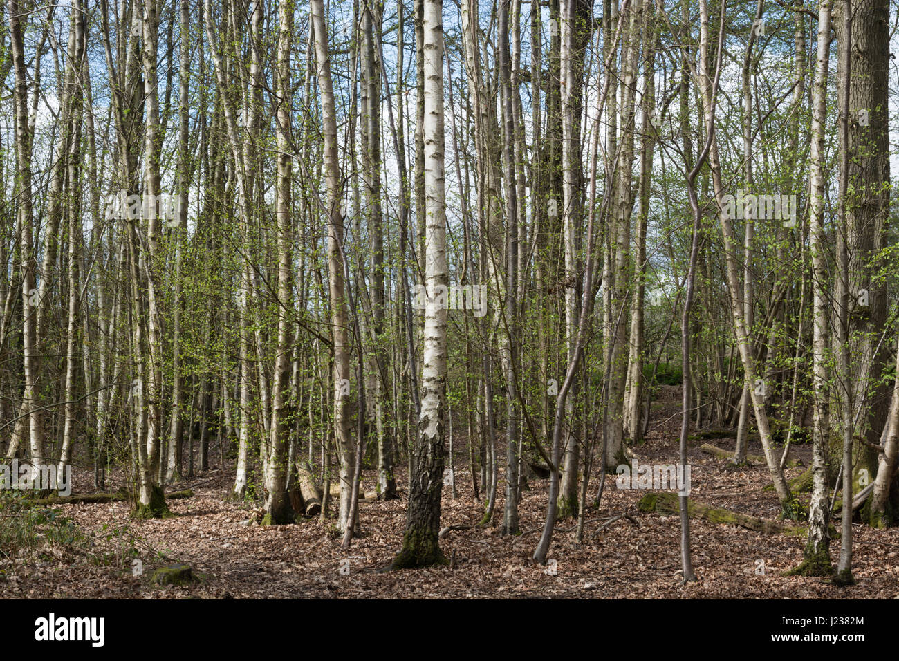 Young silver Birch wood Stock Photo - Alamy
