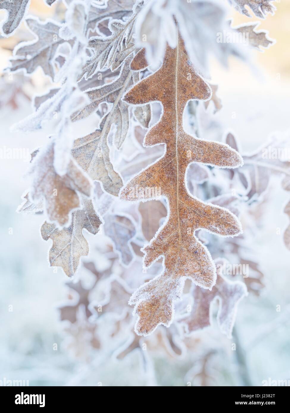 frozen dew on oak leaf Stock Photo - Alamy