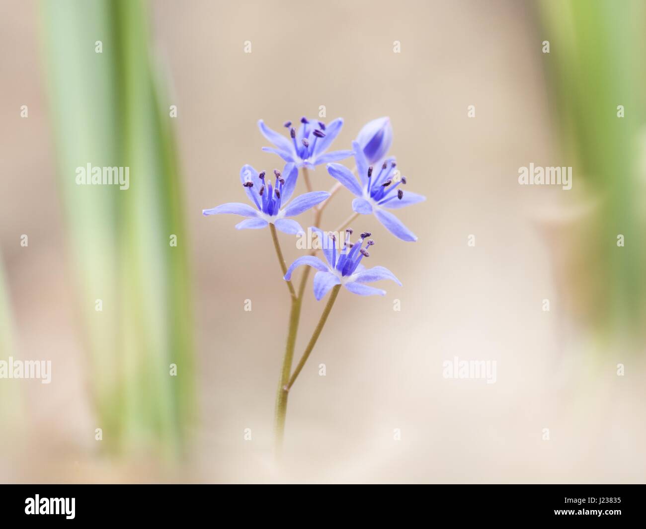 Wild flower, scilla bifolia Stock Photo - Alamy