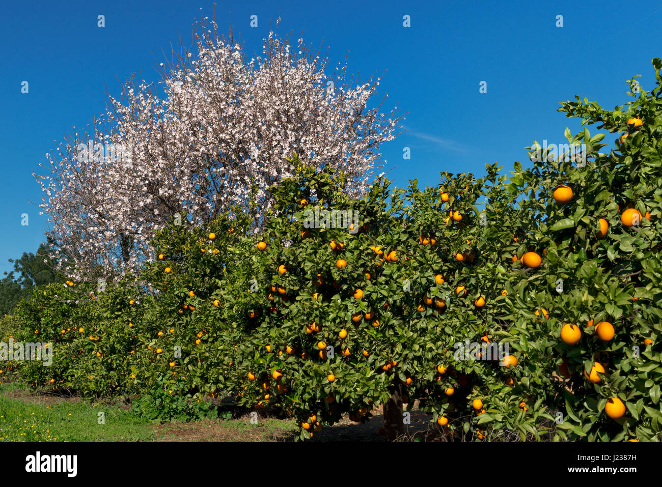 Portuguese Fruit Trees High Resolution Stock Photography and Images - Alamy