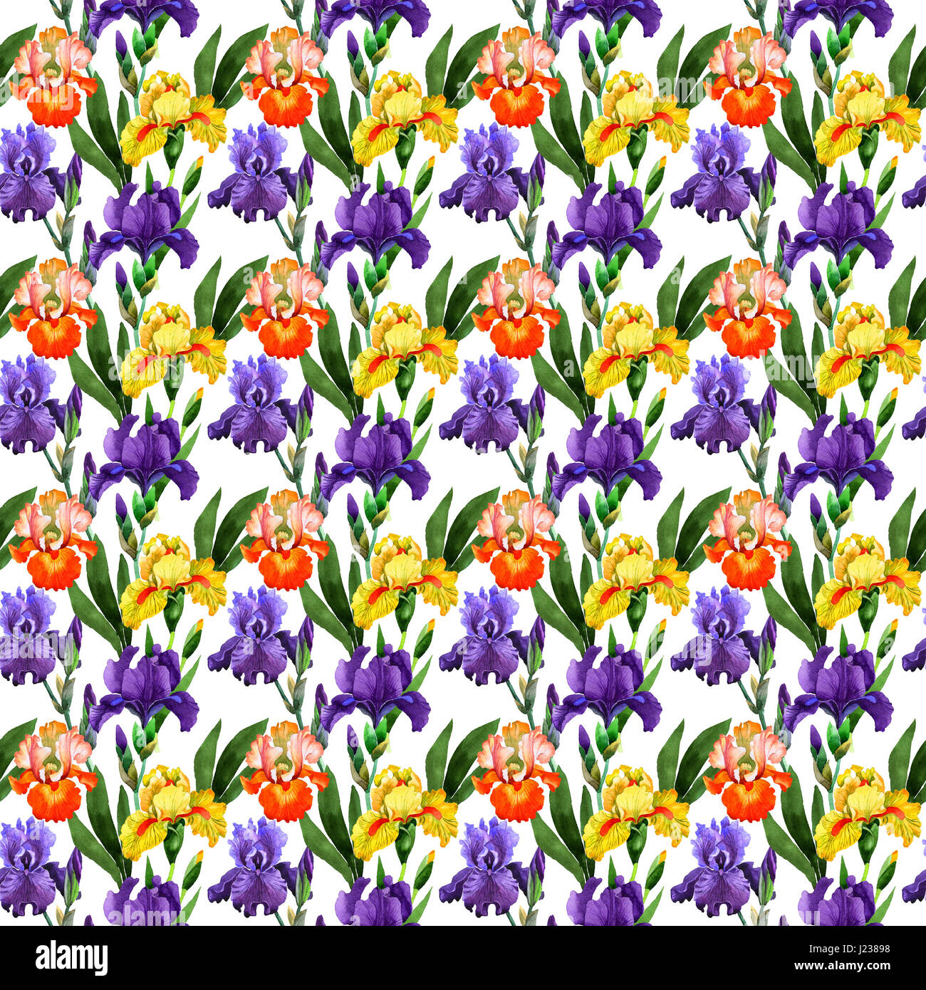 Wildflower iris flower pattern in a watercolor style isolated. Full ...