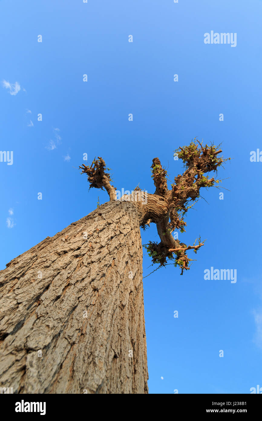 Single mulberry hi-res stock photography and images - Alamy