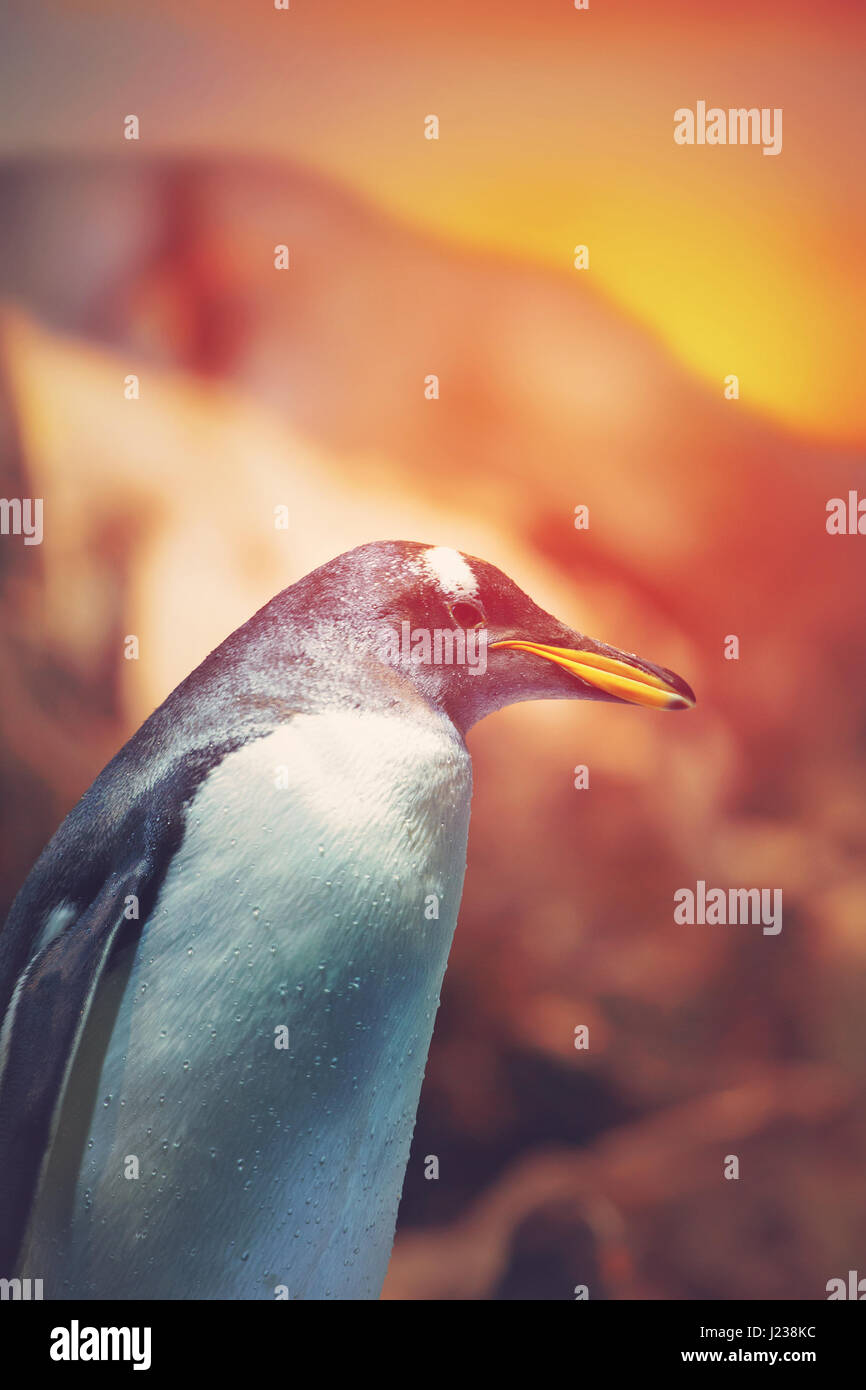 penguin standing on the rocks and looking into the distance Stock Photo ...