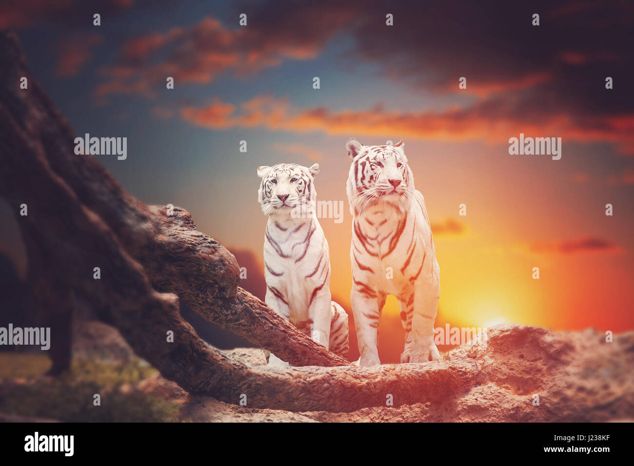 two white tiger sitting on a rock and watching the sunset Stock Photo ...