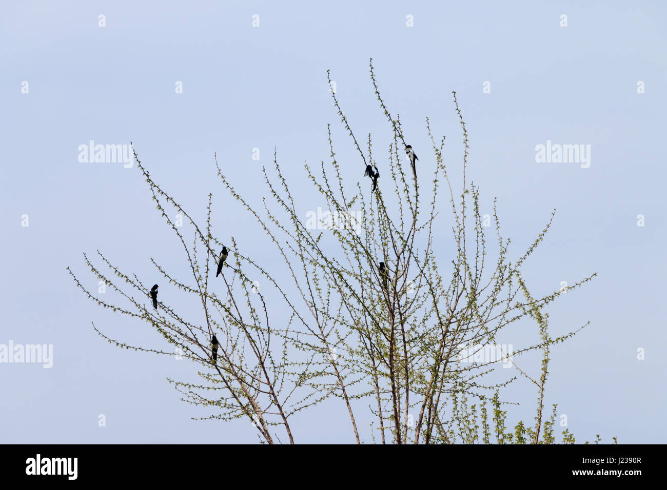 Magpies group hi-res stock photography and images - Alamy
