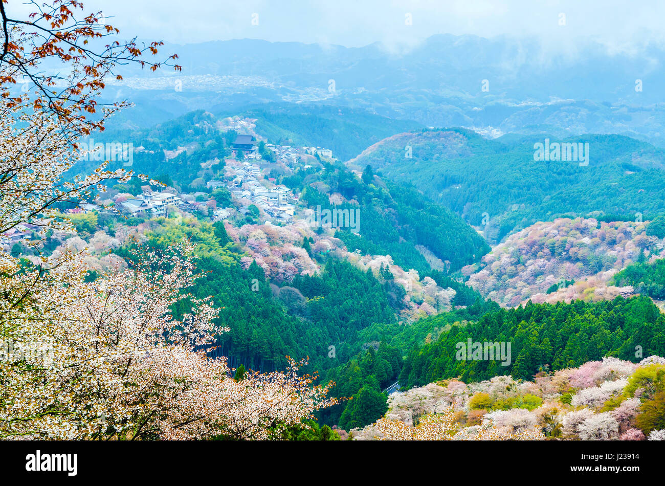 Yoshinoyama cherry blossom hi-res stock photography and images - Alamy
