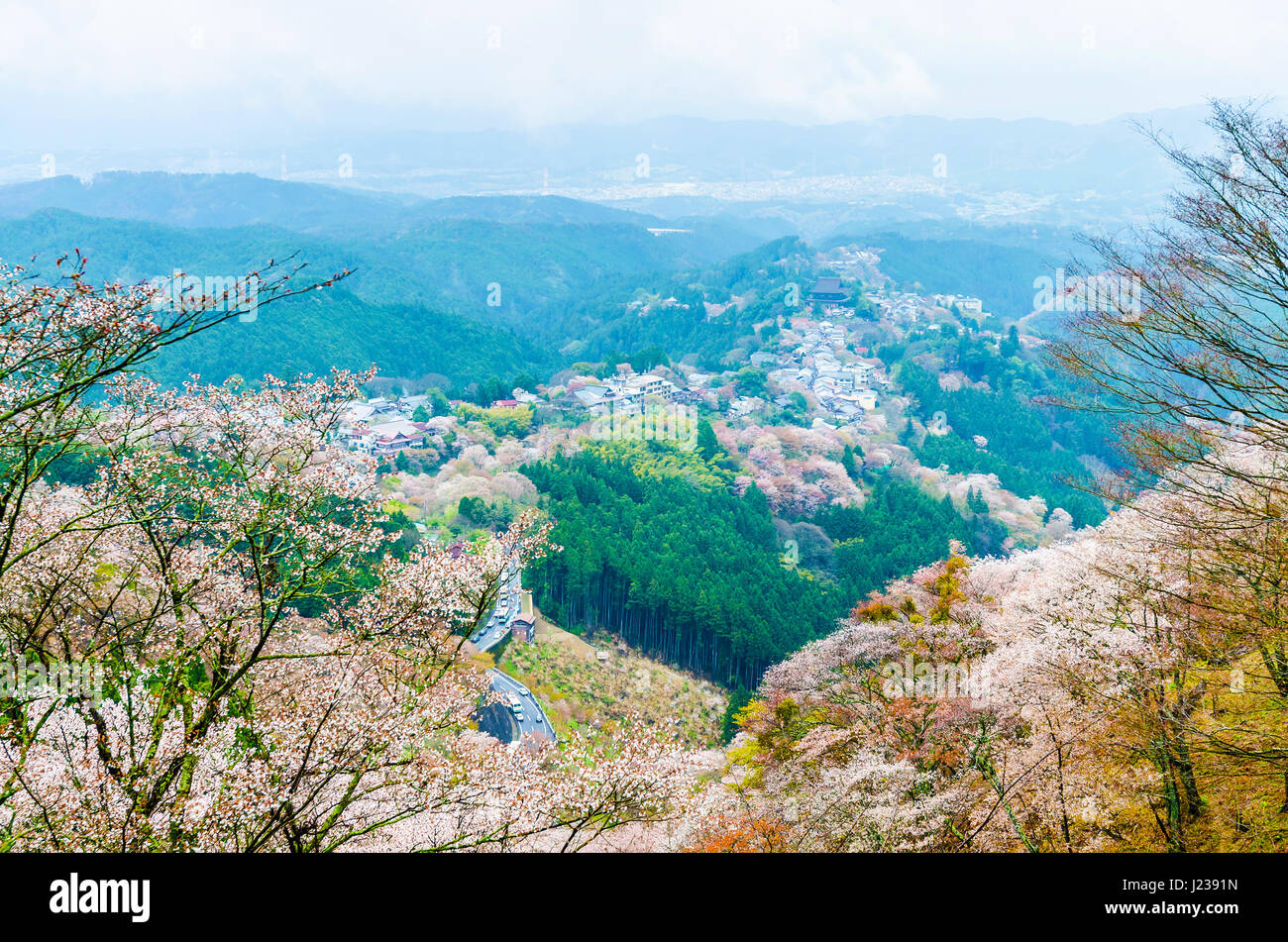 Yoshinoyama cherry blossom hi-res stock photography and images - Alamy