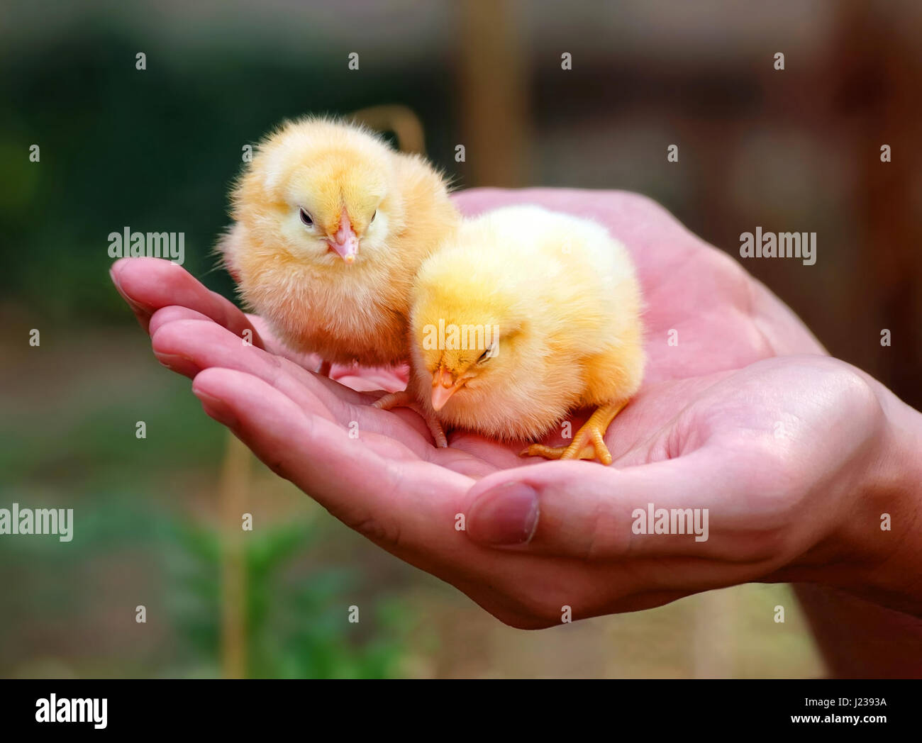 Two little chickens on hands Stock Photo - Alamy