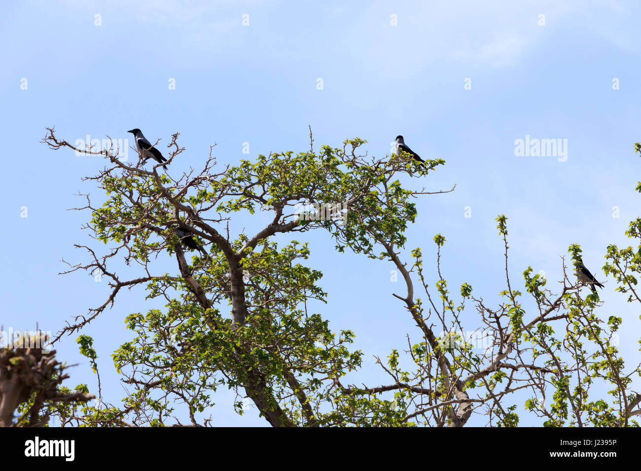 Birds perch on tree branches hi-res stock photography and images - Alamy