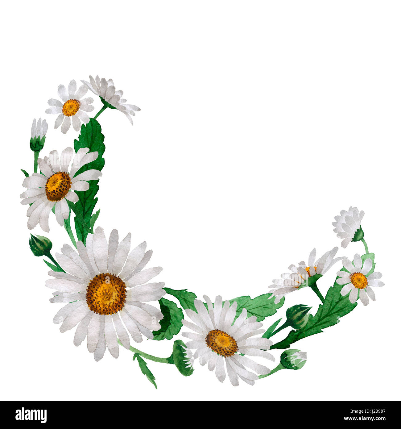 Wildflower chamomile flower frame in a watercolor style isolated. Full ...