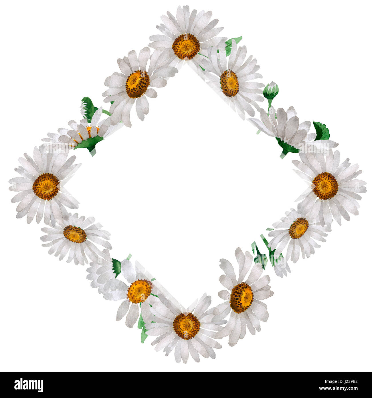 Wildflower chamomile flower frame in a watercolor style isolated. Full ...