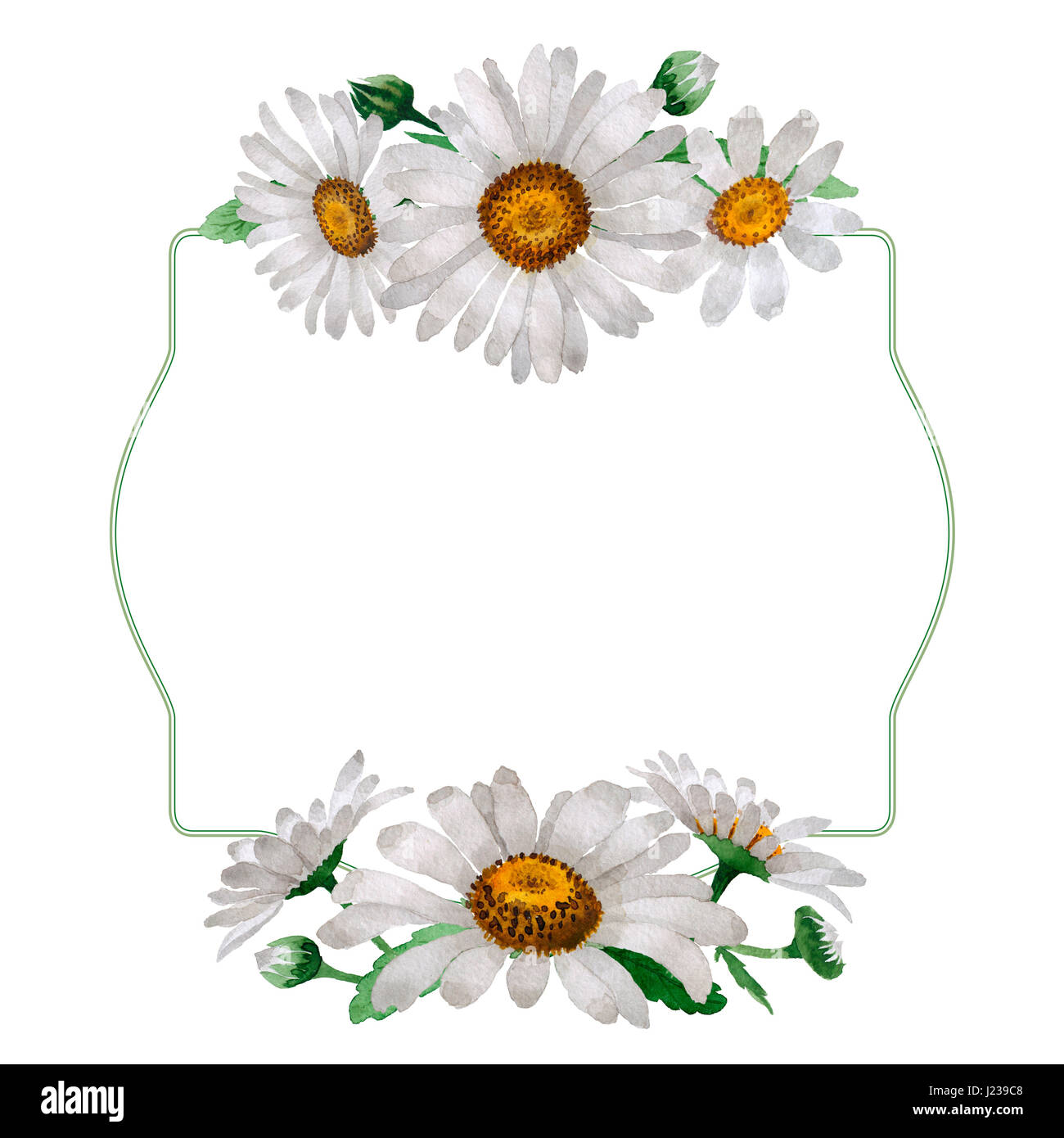 Wildflower chamomile flower frame in a watercolor style isolated. Full ...