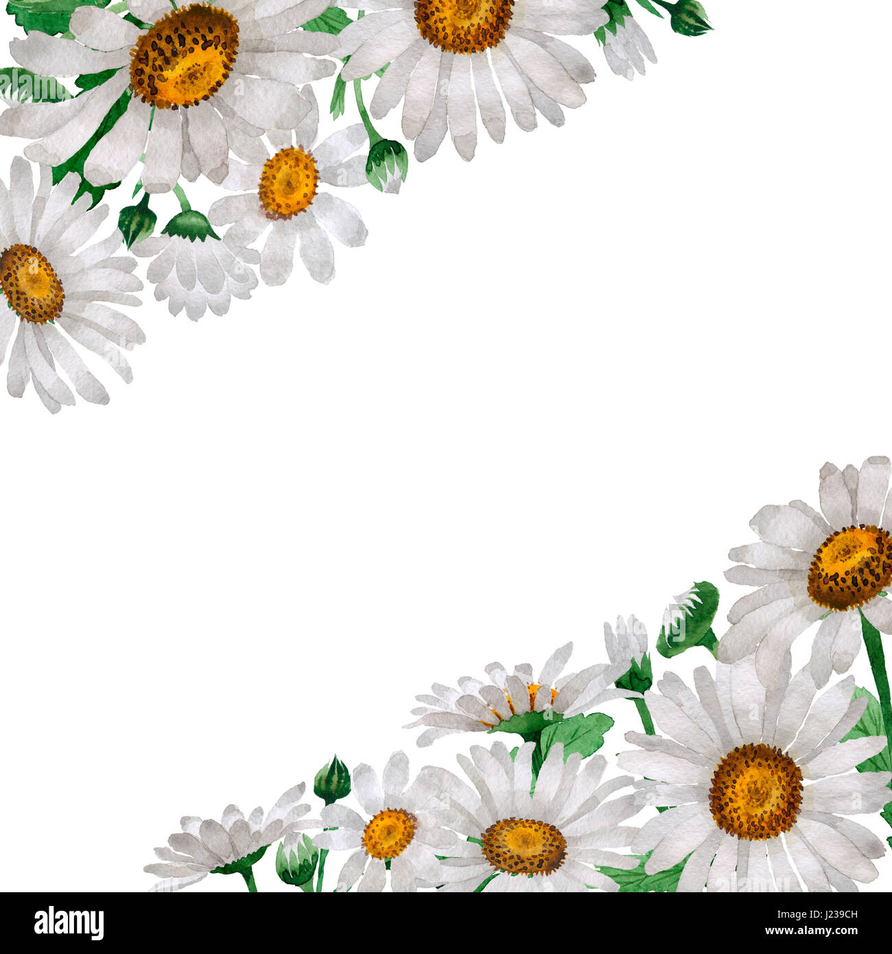 Wildflower chamomile flower frame in a watercolor style isolated. Full ...