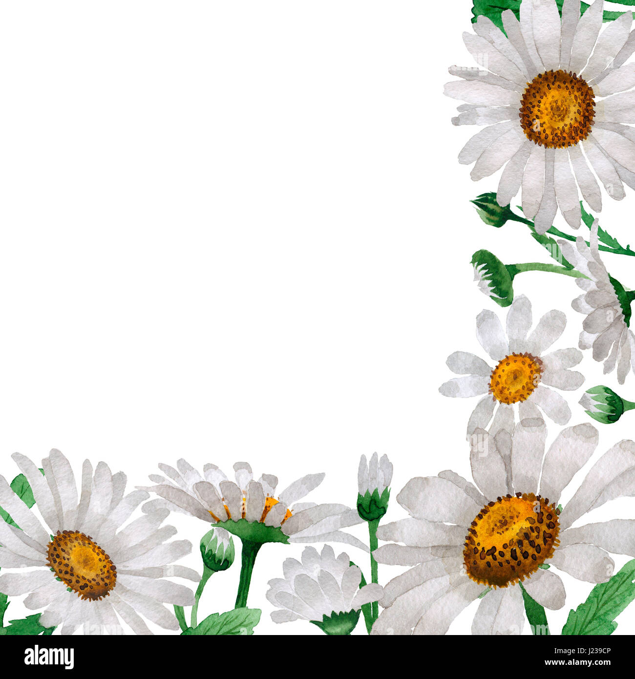 Wildflower chamomile flower frame in a watercolor style isolated. Full ...
