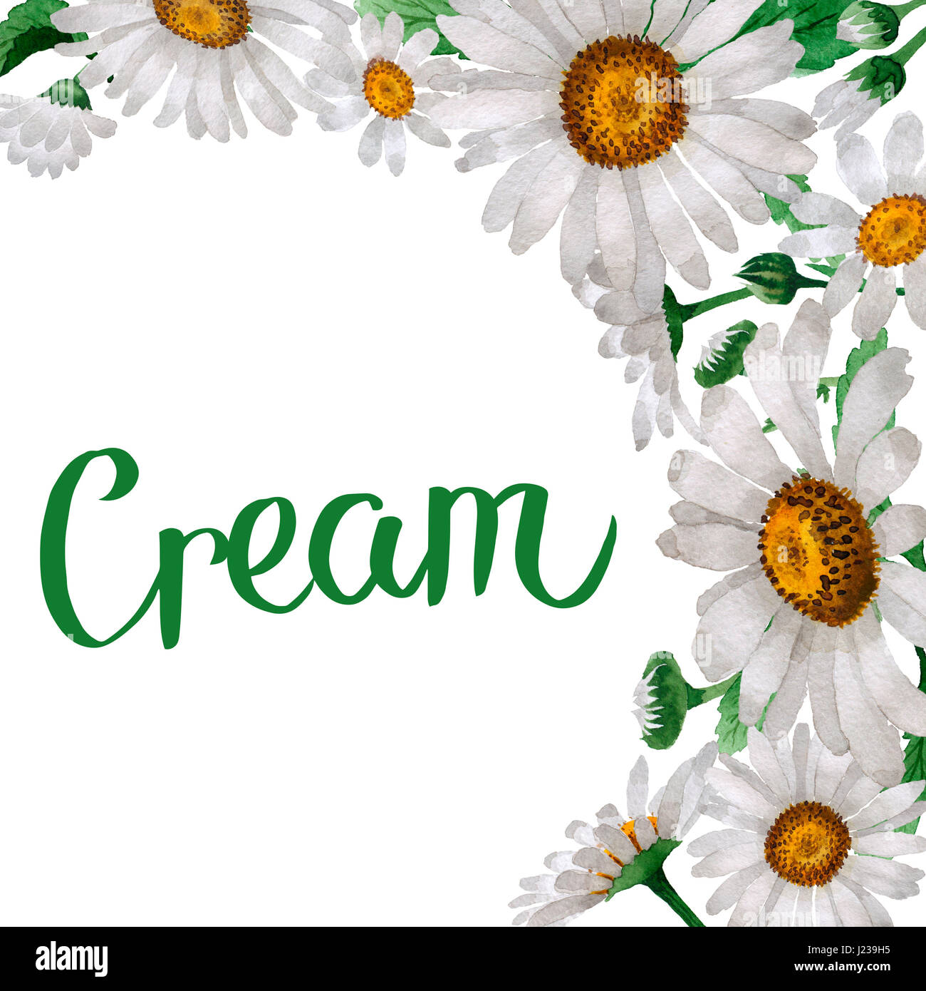 Wildflower chamomile flower frame in a watercolor style isolated. Full ...