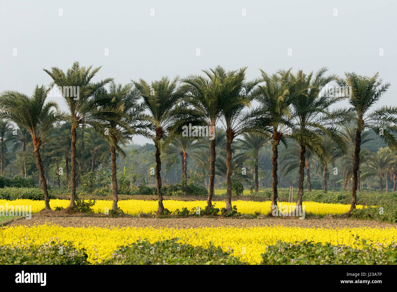 Date palm trees as well as mustard field in Jessore, Bangladesh Stock ...