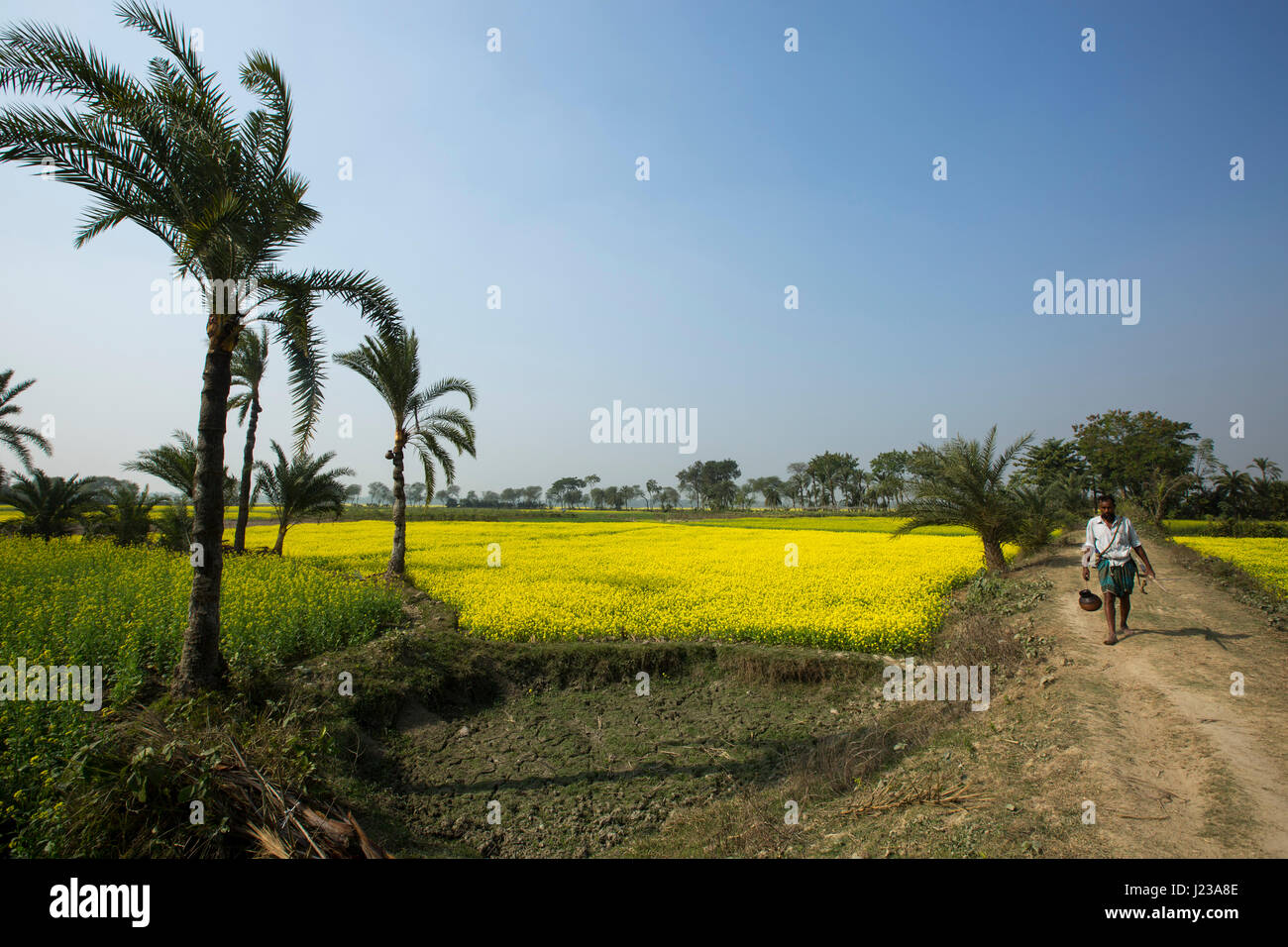Date palm trees in Jessore, Bangladesh Stock Photo - Alamy