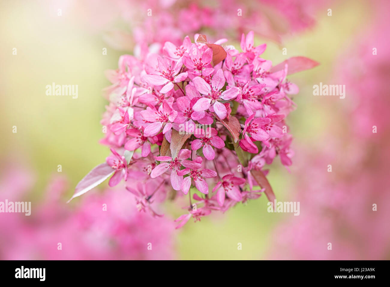 Beautiful r hi-res stock photography and images - Alamy