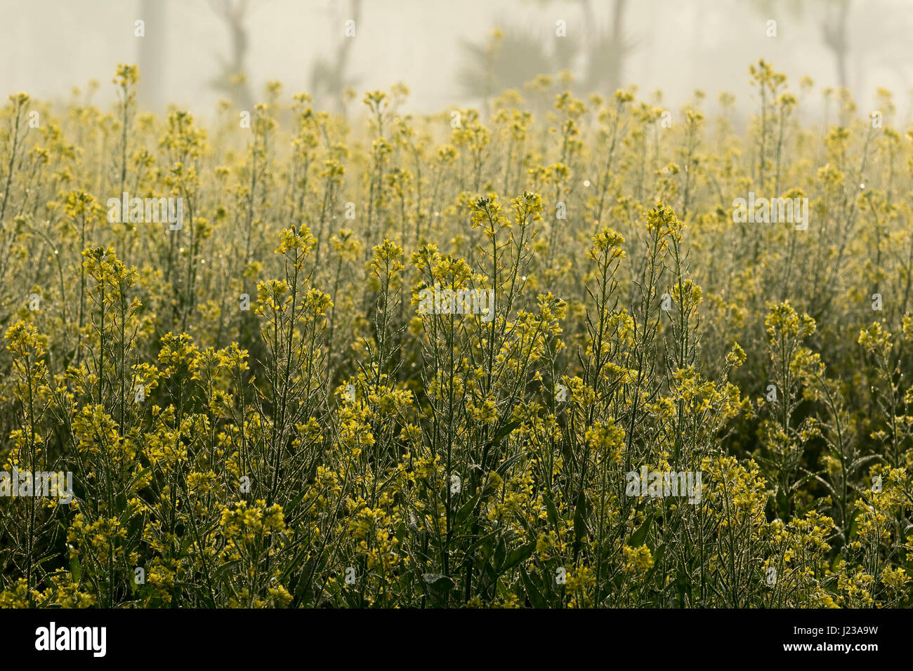 A mustard field in Jessore, Bangladesh Stock Photo - Alamy