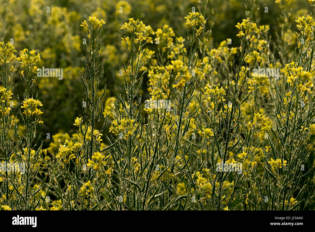 A mustard field in Jessore, Bangladesh Stock Photo - Alamy
