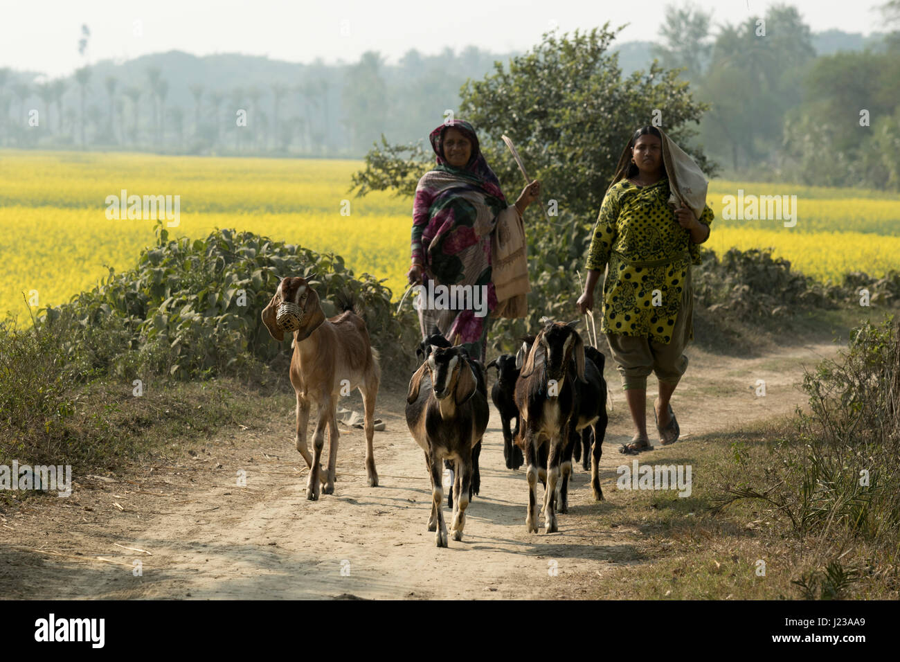 Rural women lead a flock of cattle through the dirt path in Jessore ...