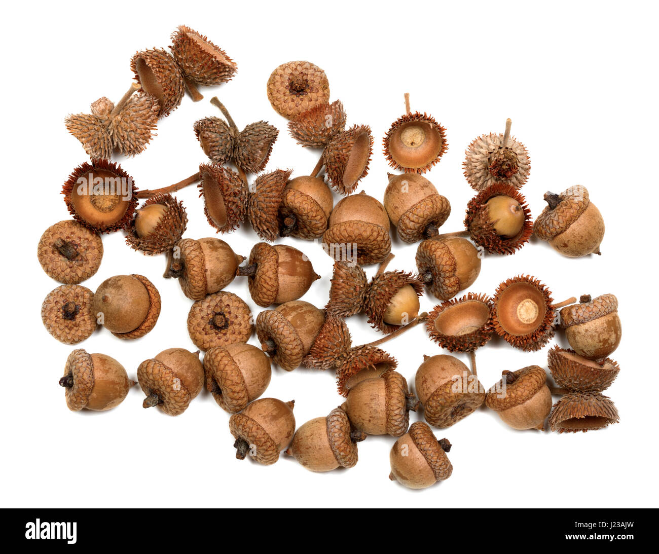 Autumn oak acorns isolated on white background. View from above Stock ...