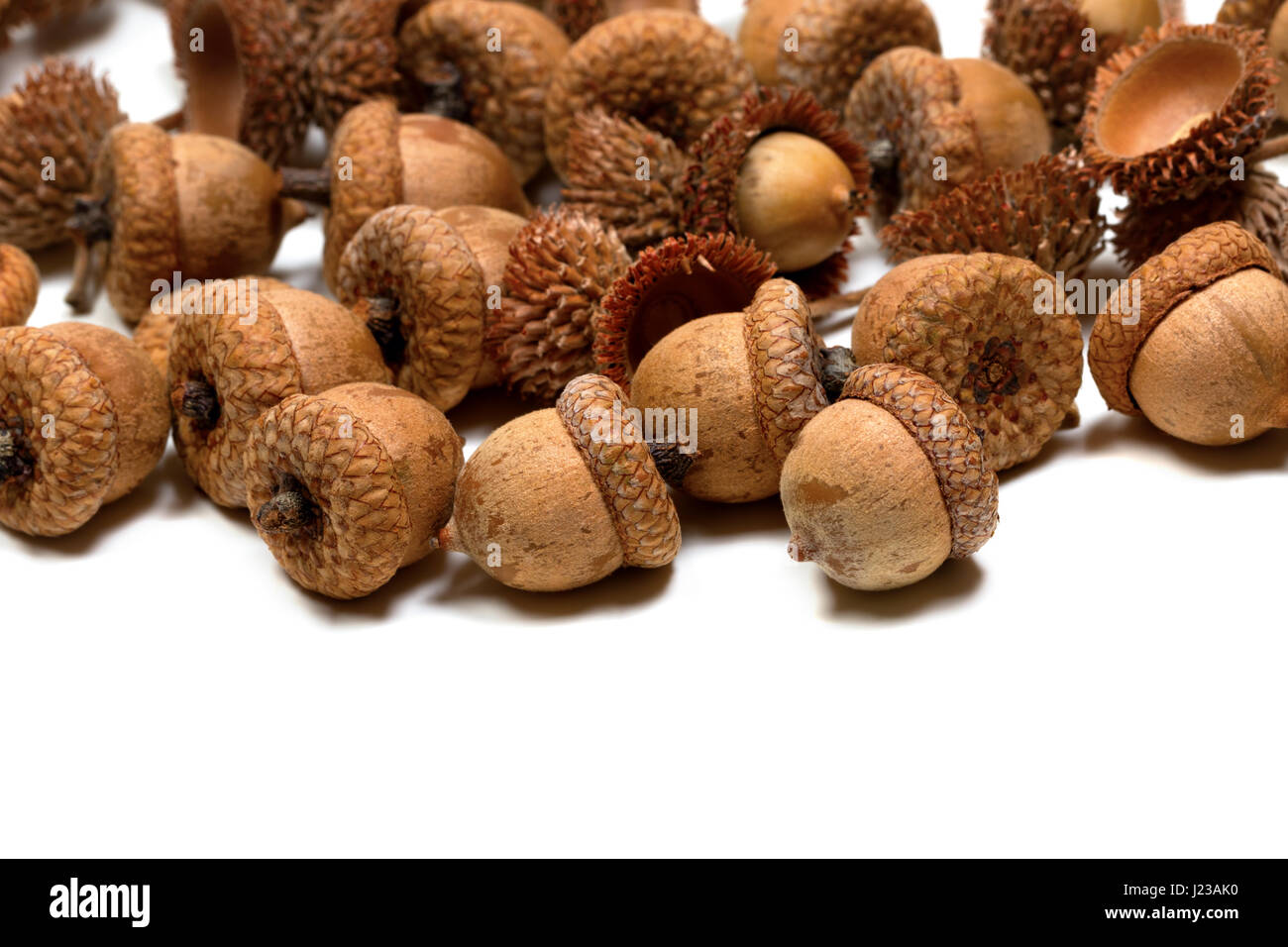 Autumn oak acorns isolated on white background with copy space Stock ...