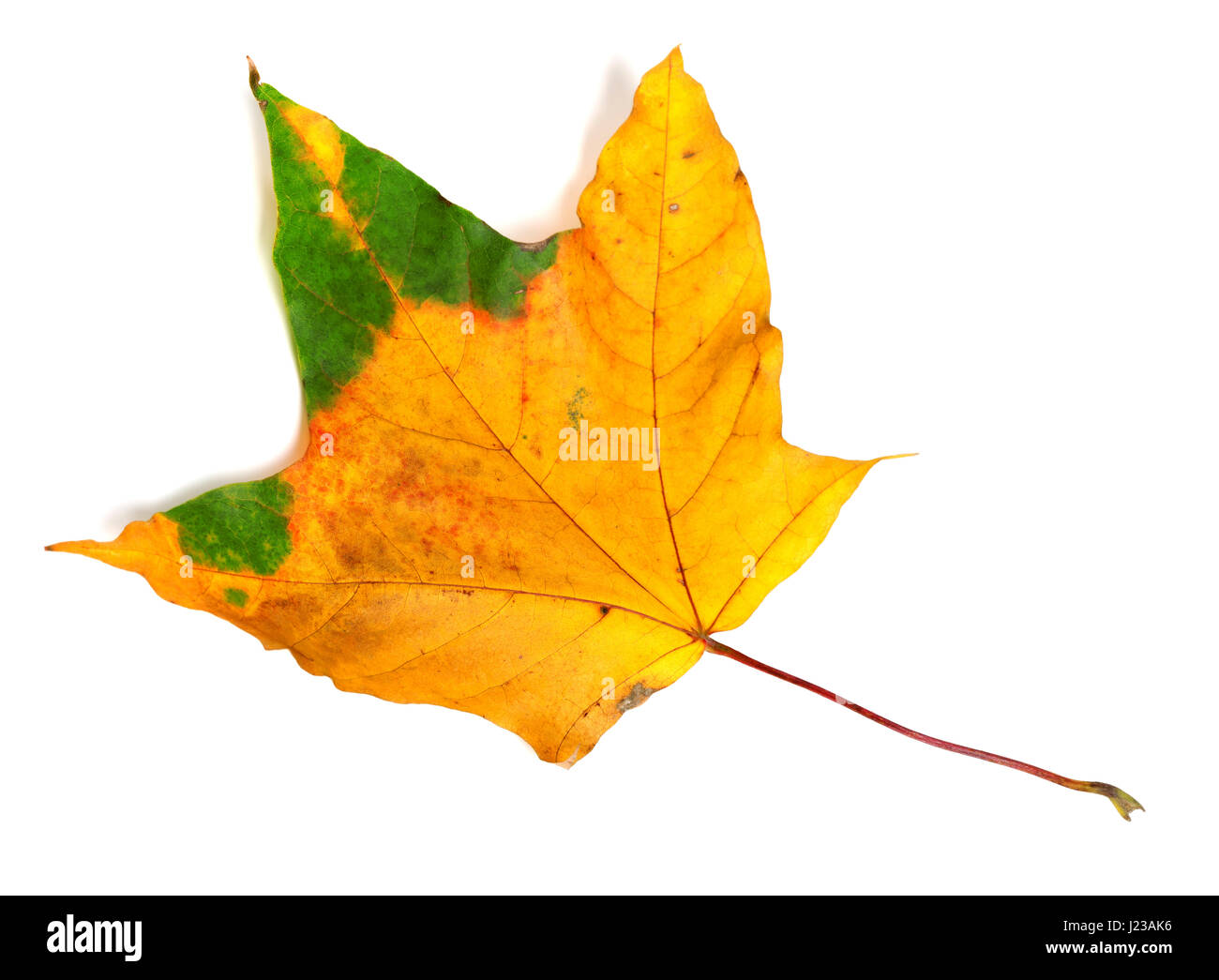 Autumn multicolor maple-leaf. Isolated on white background. Top view ...