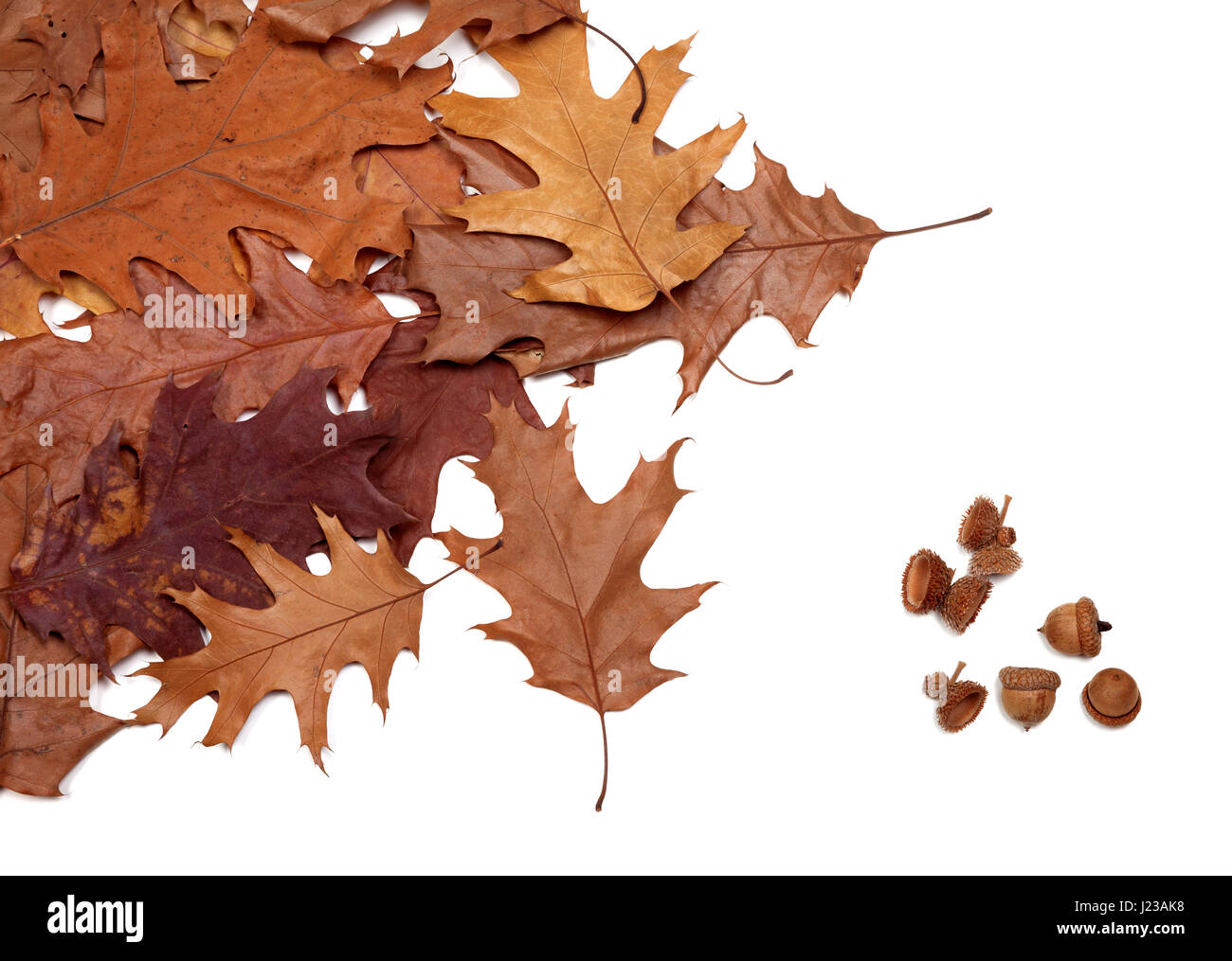 Autumn dried leafs of oak and acorns. Isolated on white background ...