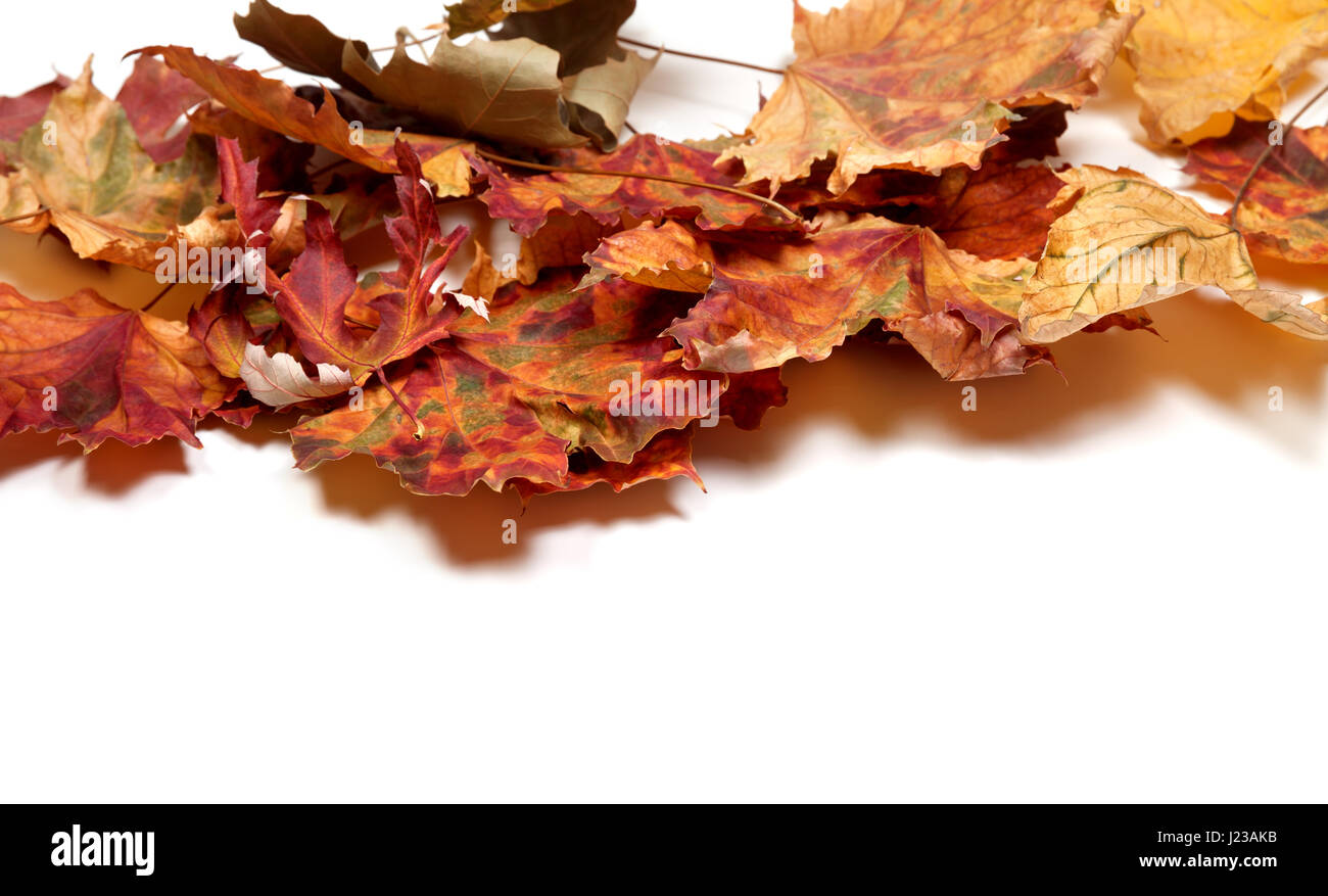 Autumn multicolor maple leafs. Isolated on white background with copy ...